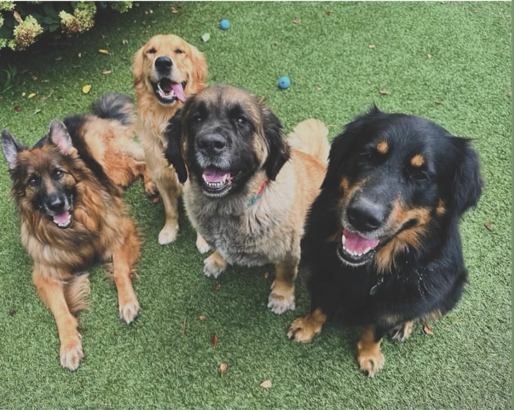 Never Gonna Give You Up: What Dogs and Rick Astley Teach Us About ...